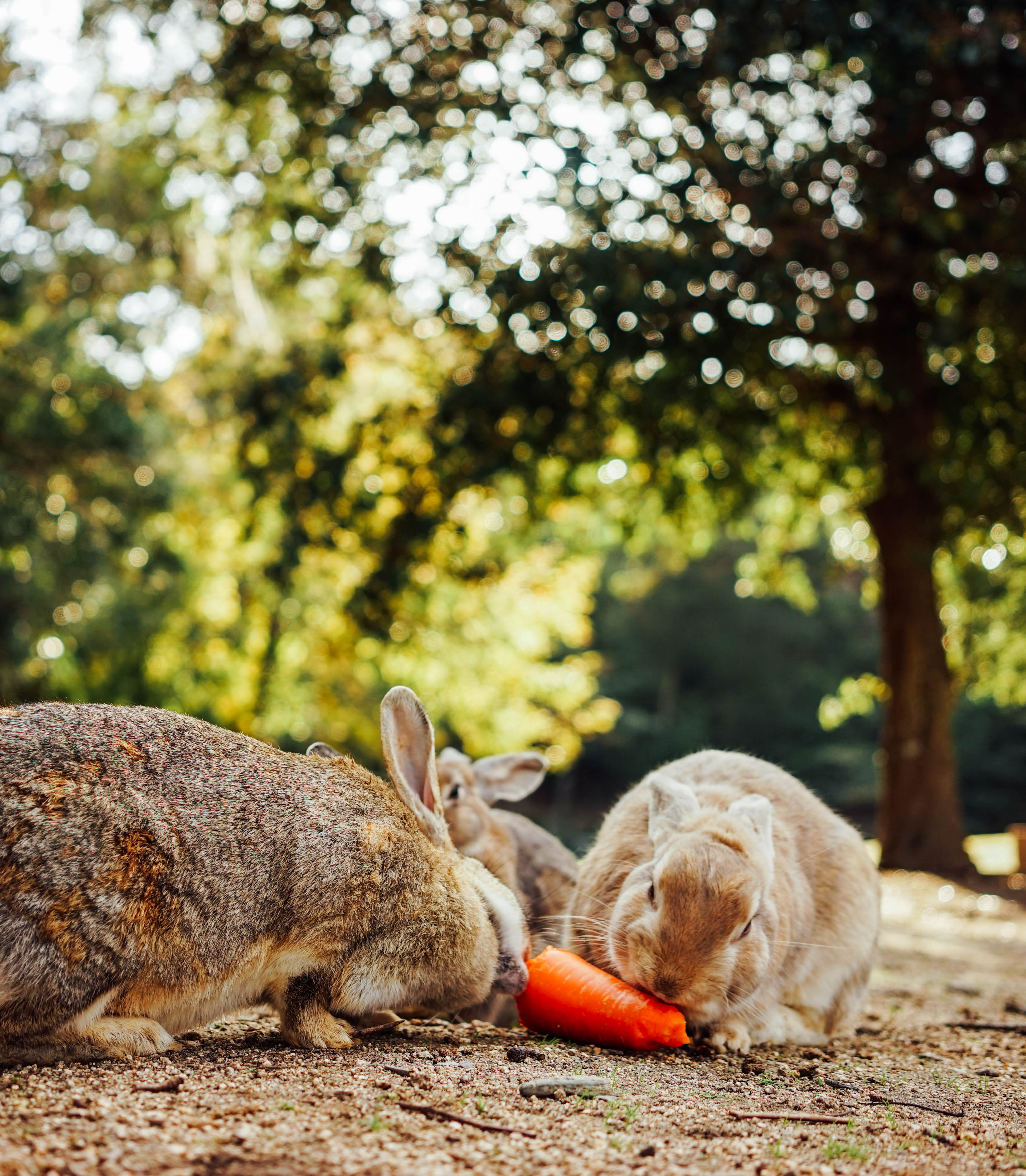 When in Hiroshima: 6 Things You Need to Know About Okunoshima, Japan’s ...