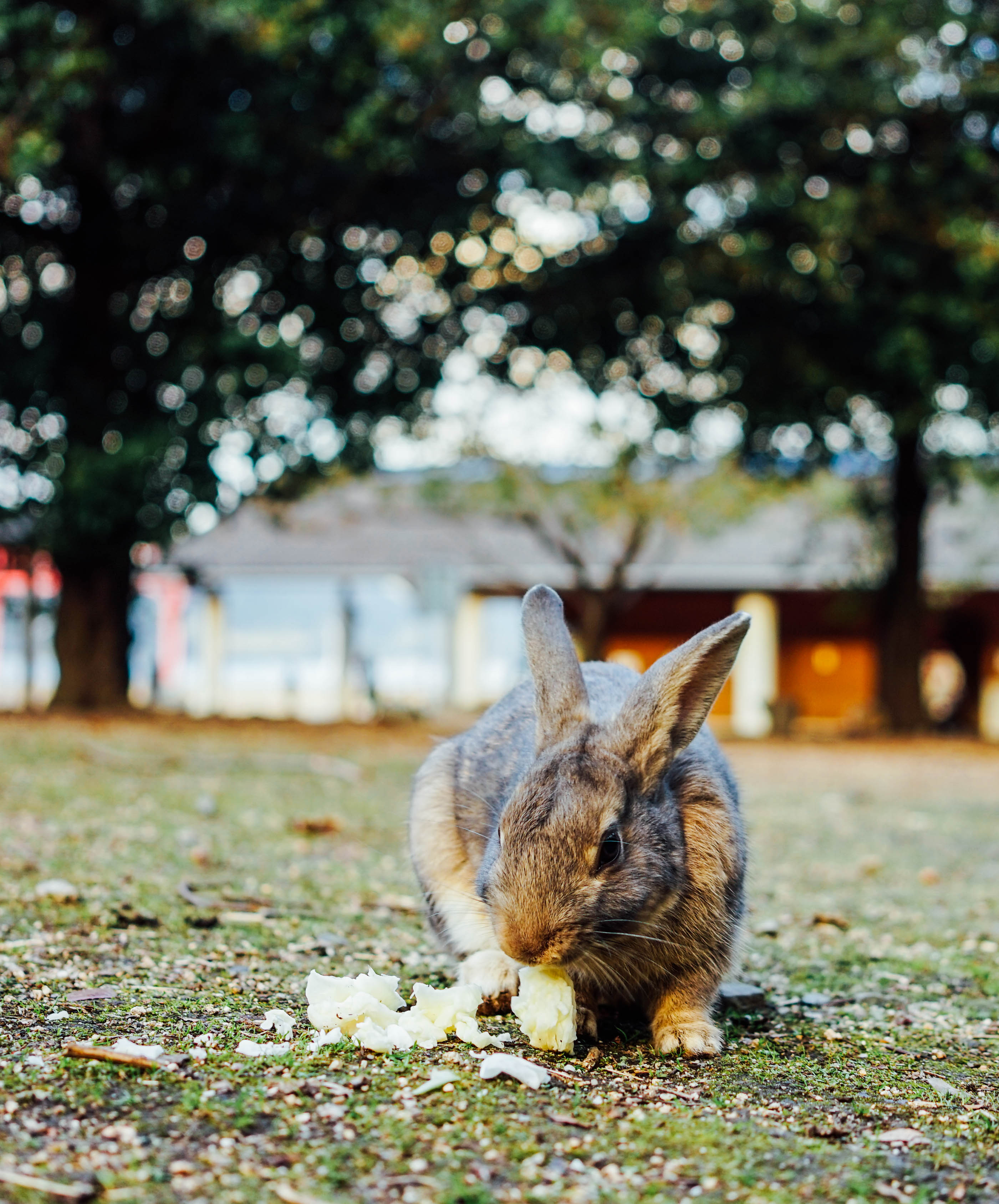 When in Hiroshima: 6 Things You Need to Know About Okunoshima, Japan’s ...